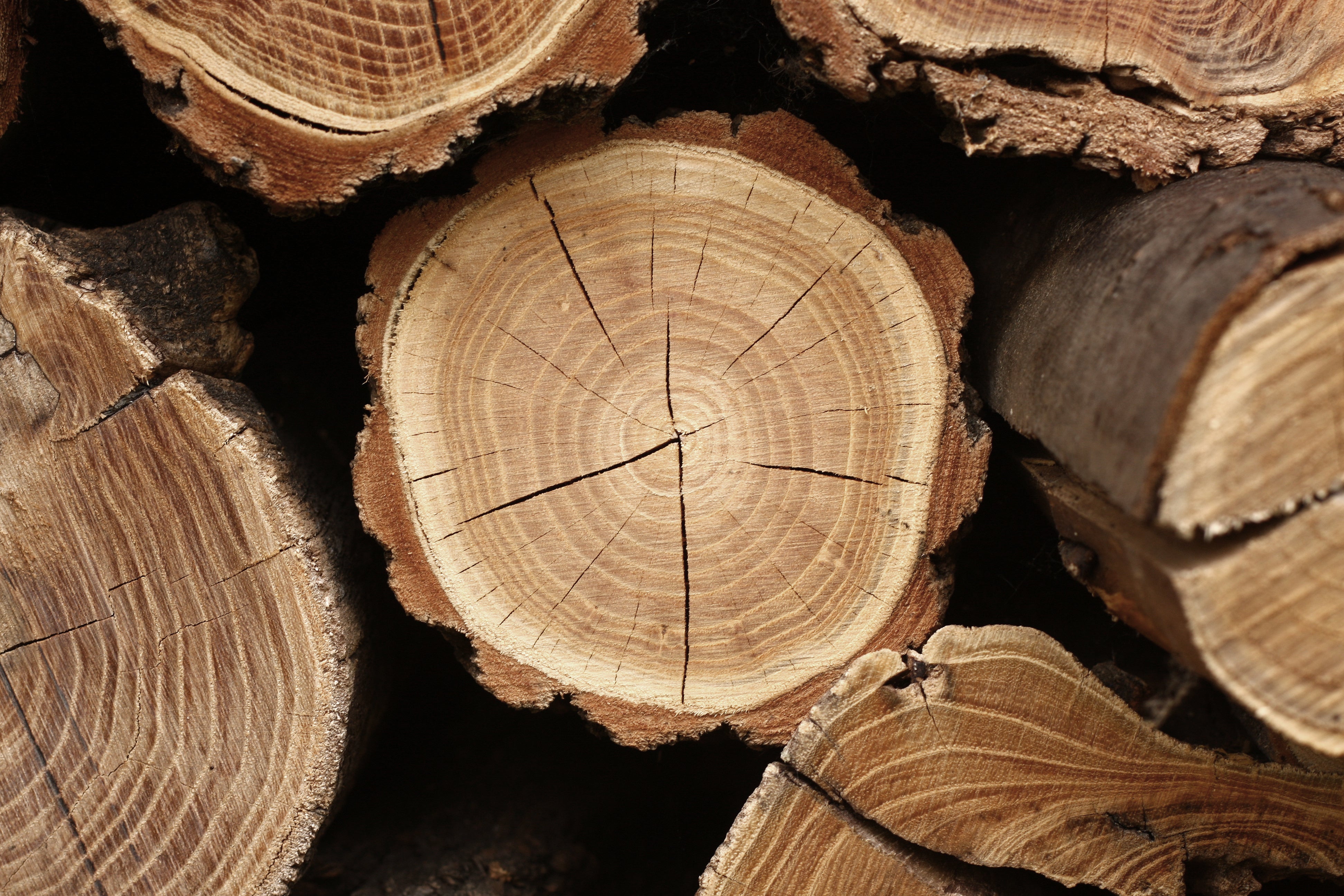 Outdoor – Forest & Field Collective